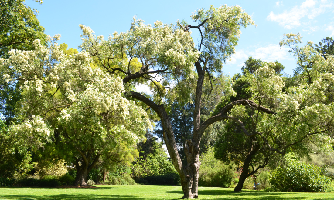 From CityMag – Mitcham Plains Action Group